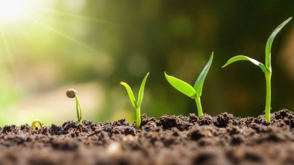 Aprende qué necesitan las plantas para vivir - Ecoterra Innova